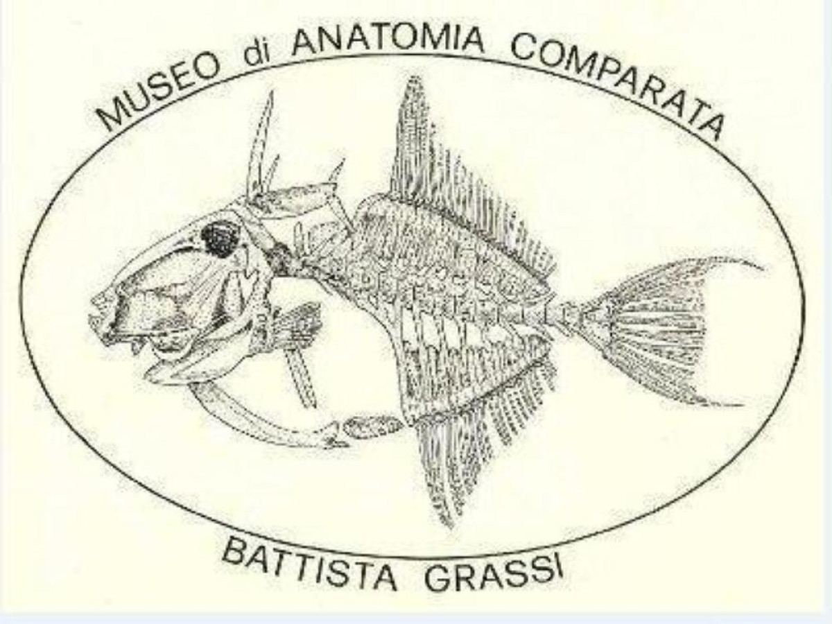 MUSEO DI ANATOMIA COMPARATA (Roma) | ViaggiArt