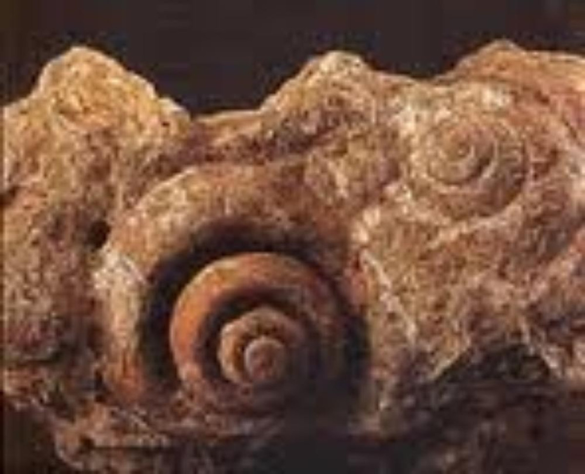 San Bonifacio: cosa vedere e cosa fare | ViaggiArt